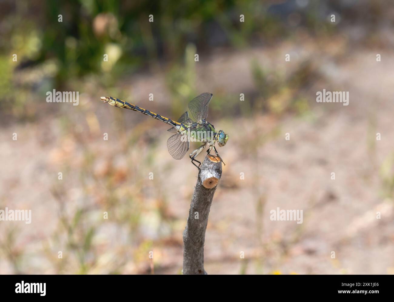 Abdomen pale green hi-res stock photography and images - Alamy