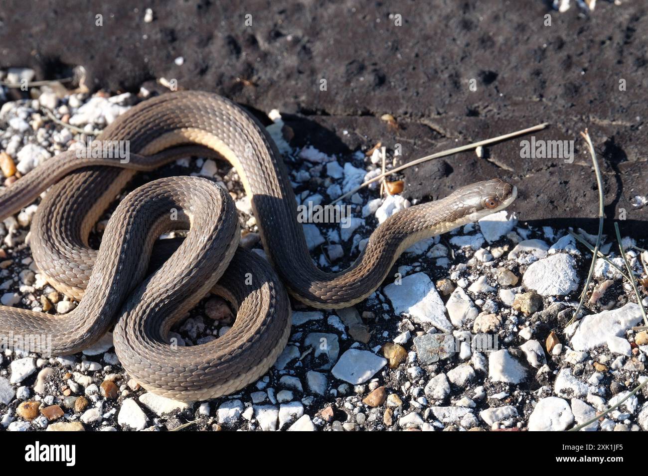 Crayfish snake hi-res stock photography and images - Alamy