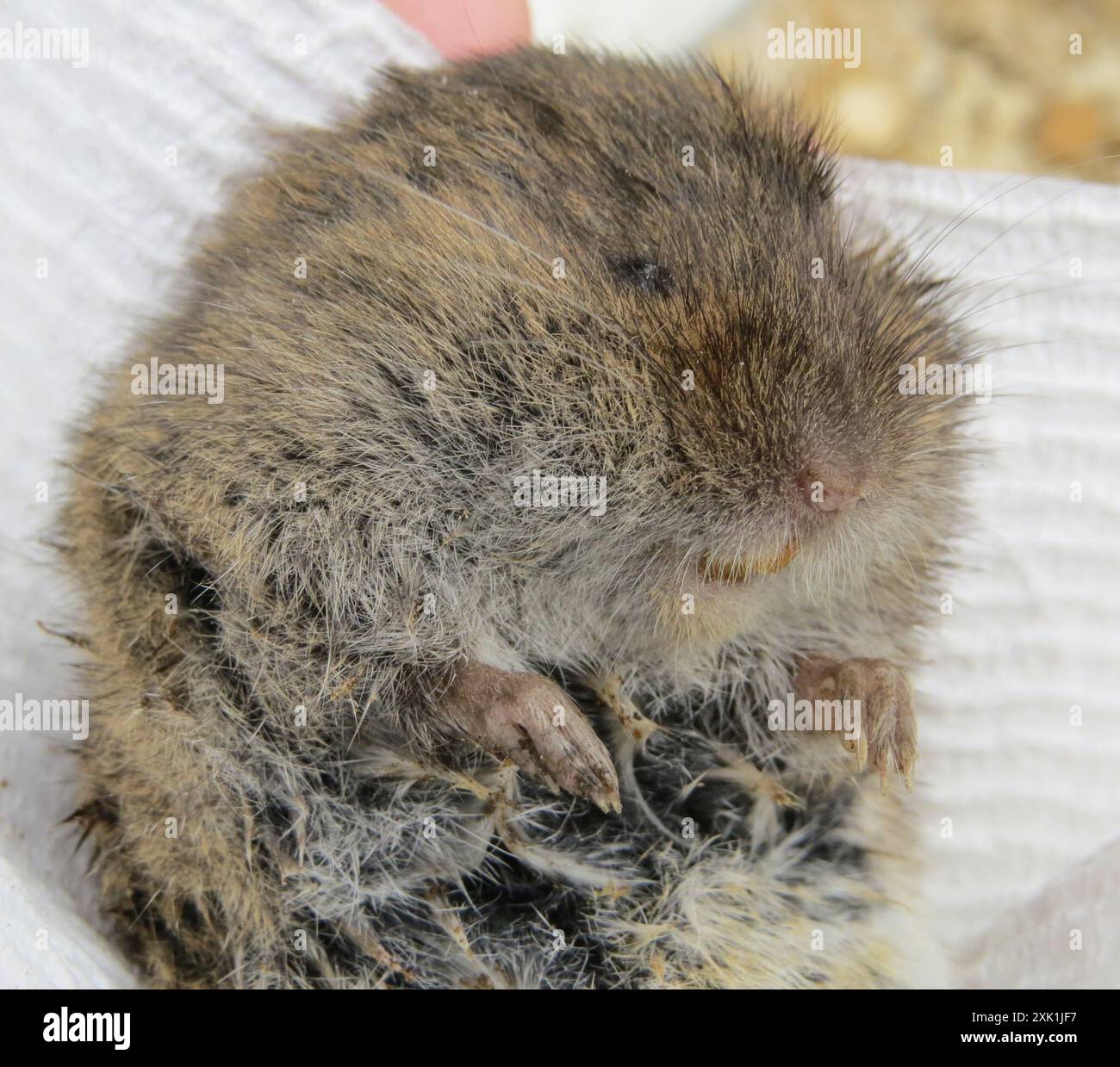 Meadow Vole (Microtus pennsylvanicus) Mammalia Stock Photo - Alamy