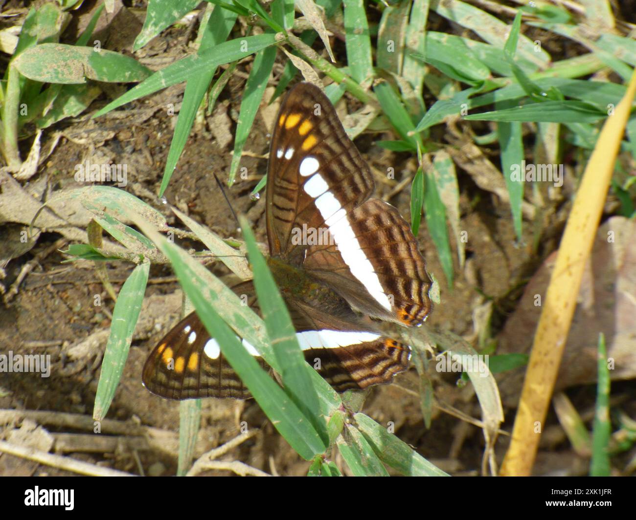 Alala hi-res stock photography and images - Alamy