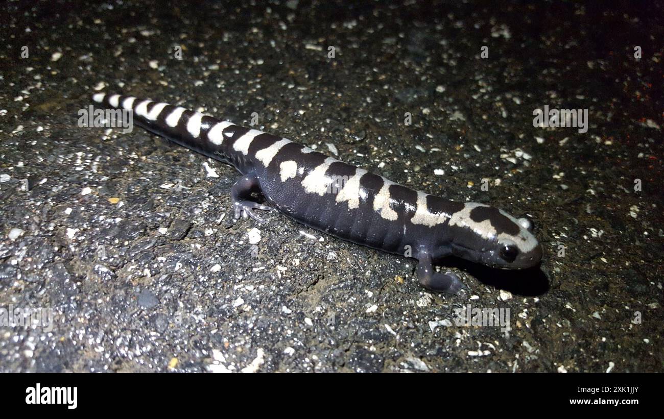 Marbled Salamander (Ambystoma opacum) Amphibia Stock Photo - Alamy