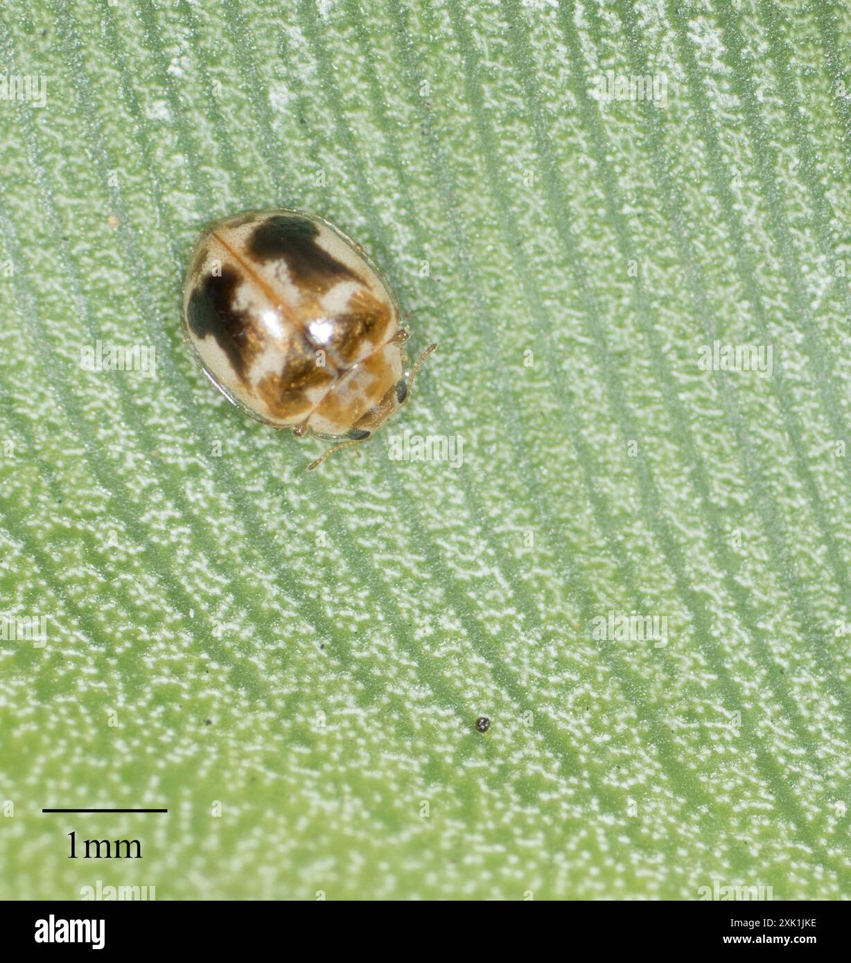 Kidney-spotted Fairy Lady Beetle (Psyllobora renifer) Insecta Stock ...