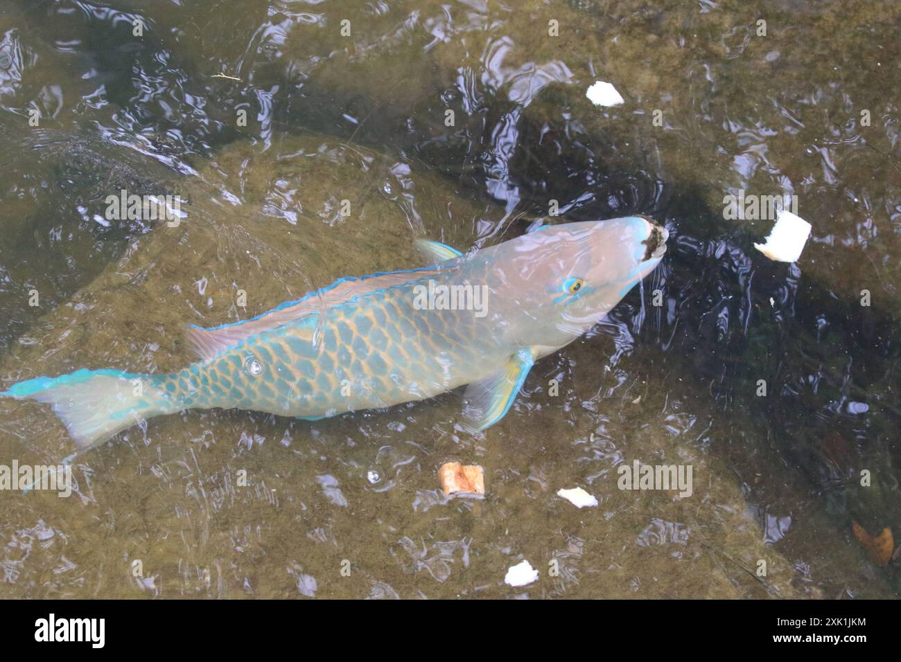 Bluebarred Parrotfish (Scarus ghobban) Actinopterygii Stock Photo - Alamy