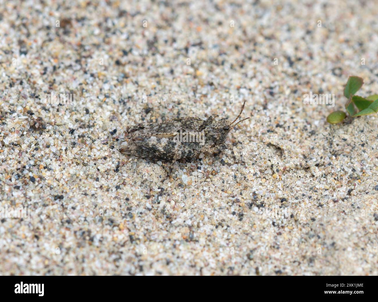 A small; brown pygmy grasshopper; Tetrix genus; is camouflaged against ...
