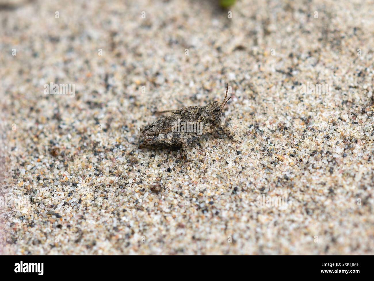 A pygmy grasshopper of the Tetrix genus; camouflaged against a sandy ...