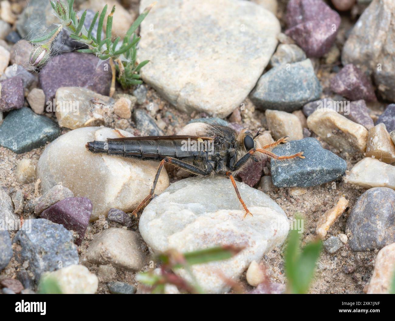 A robber fly in the genus Stenopogon; rests on a bed of small rocks ...