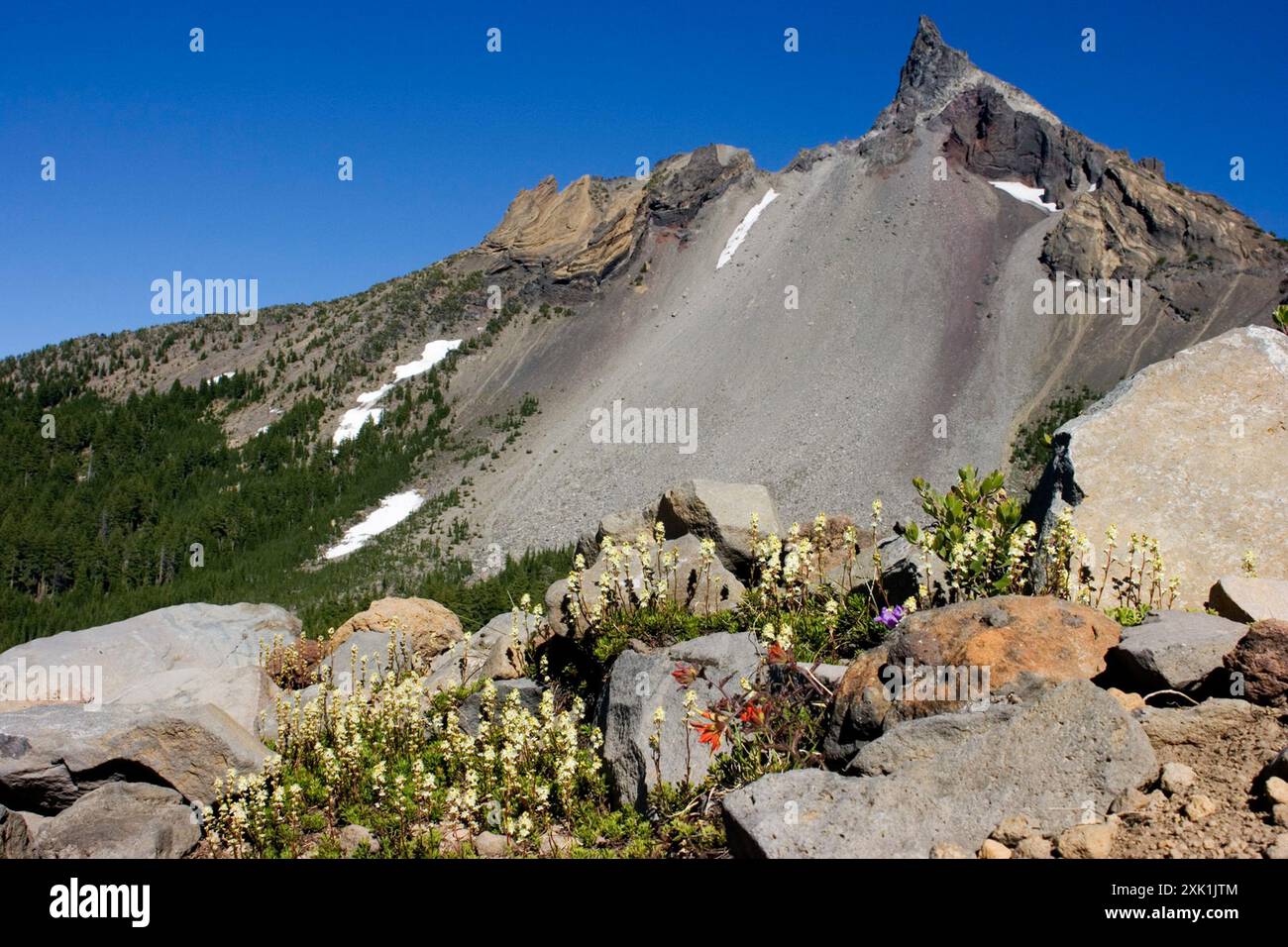 Partridgefoot (Luetkea pectinata) Plantae Stock Photo - Alamy