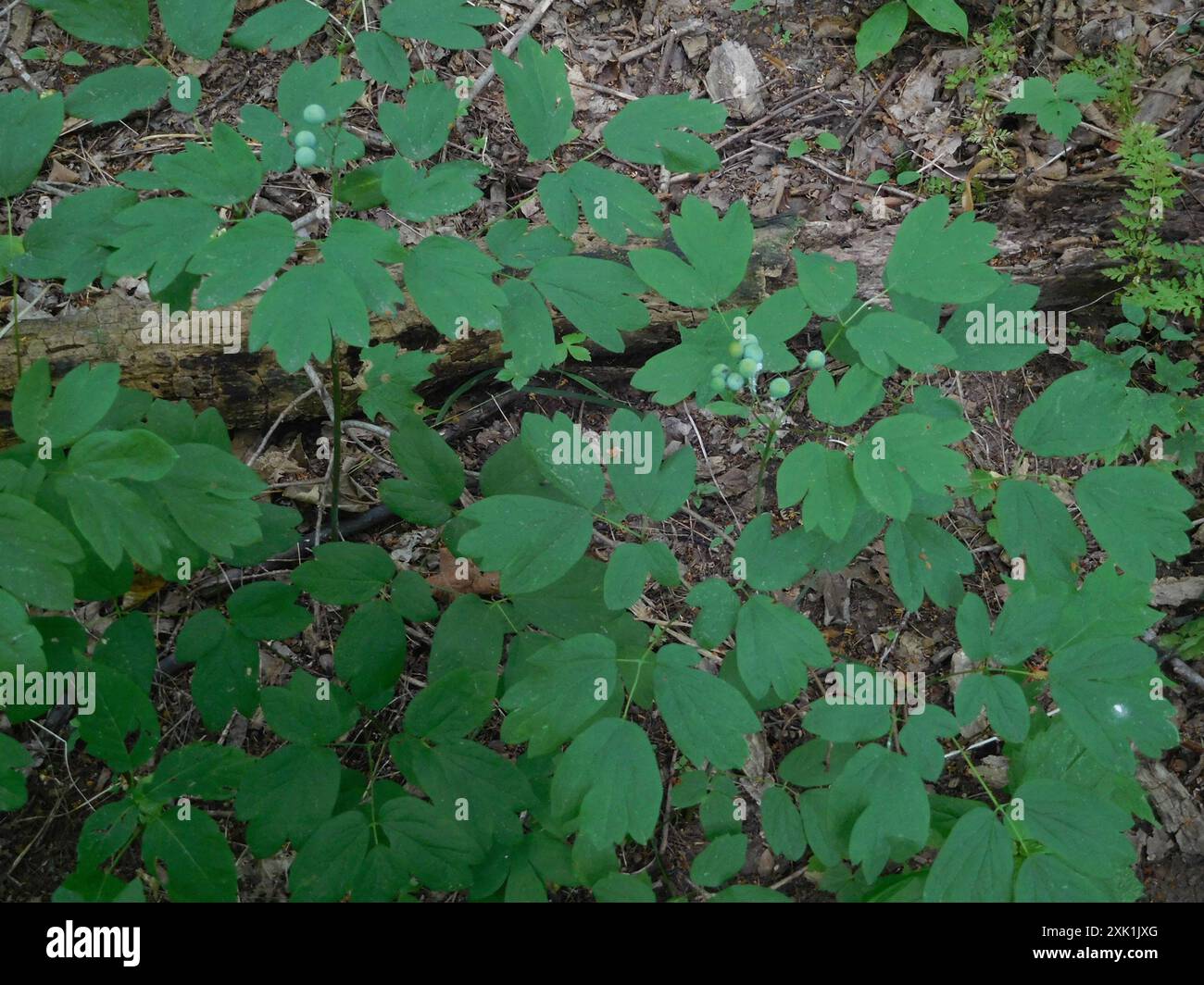 blue cohosh (Caulophyllum thalictroides) Plantae Stock Photo - Alamy