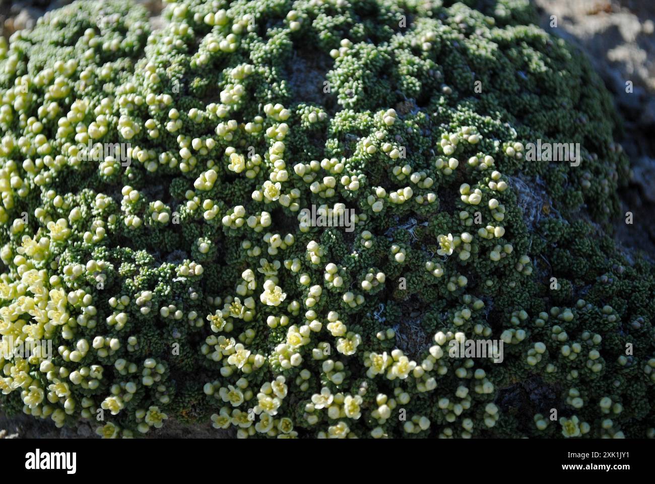 dwarf pepperweed (Lepidium nanum) Plantae Stock Photo - Alamy