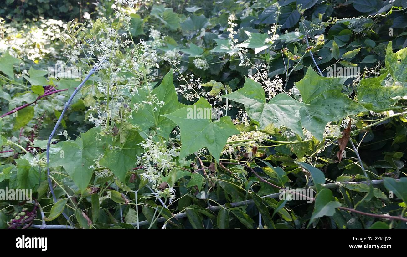 wild cucumber (Echinocystis lobata) Plantae Stock Photo - Alamy