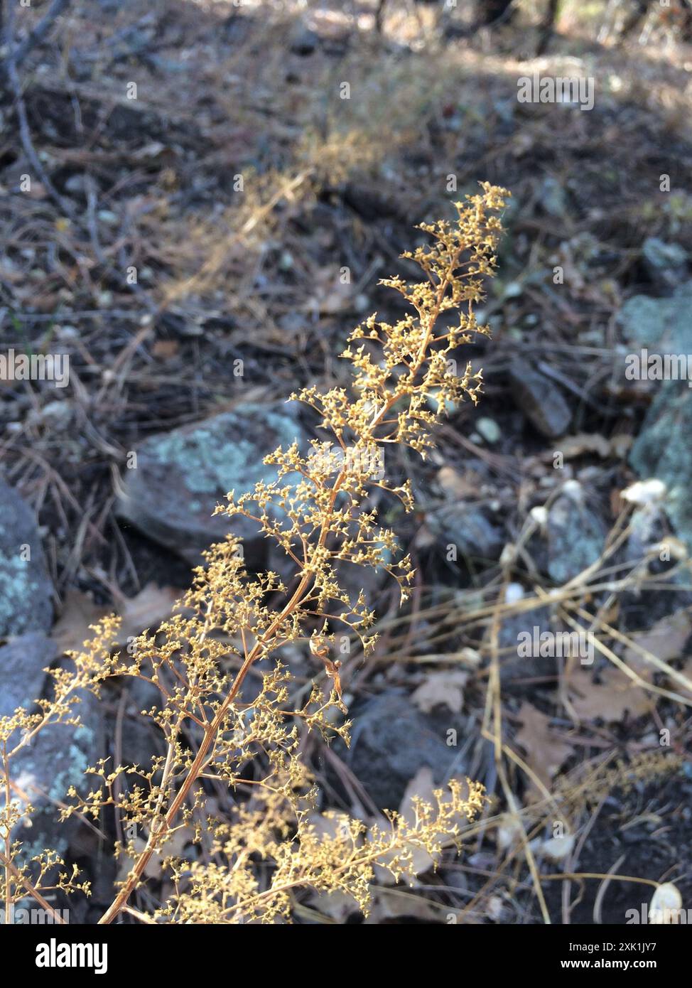 fetid goosefoot (Dysphania graveolens) Plantae Stock Photo - Alamy