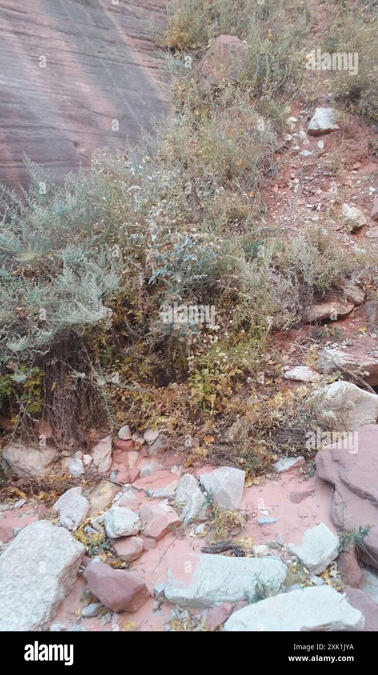 Arizona thistle (Cirsium arizonicum) Plantae Stock Photo - Alamy