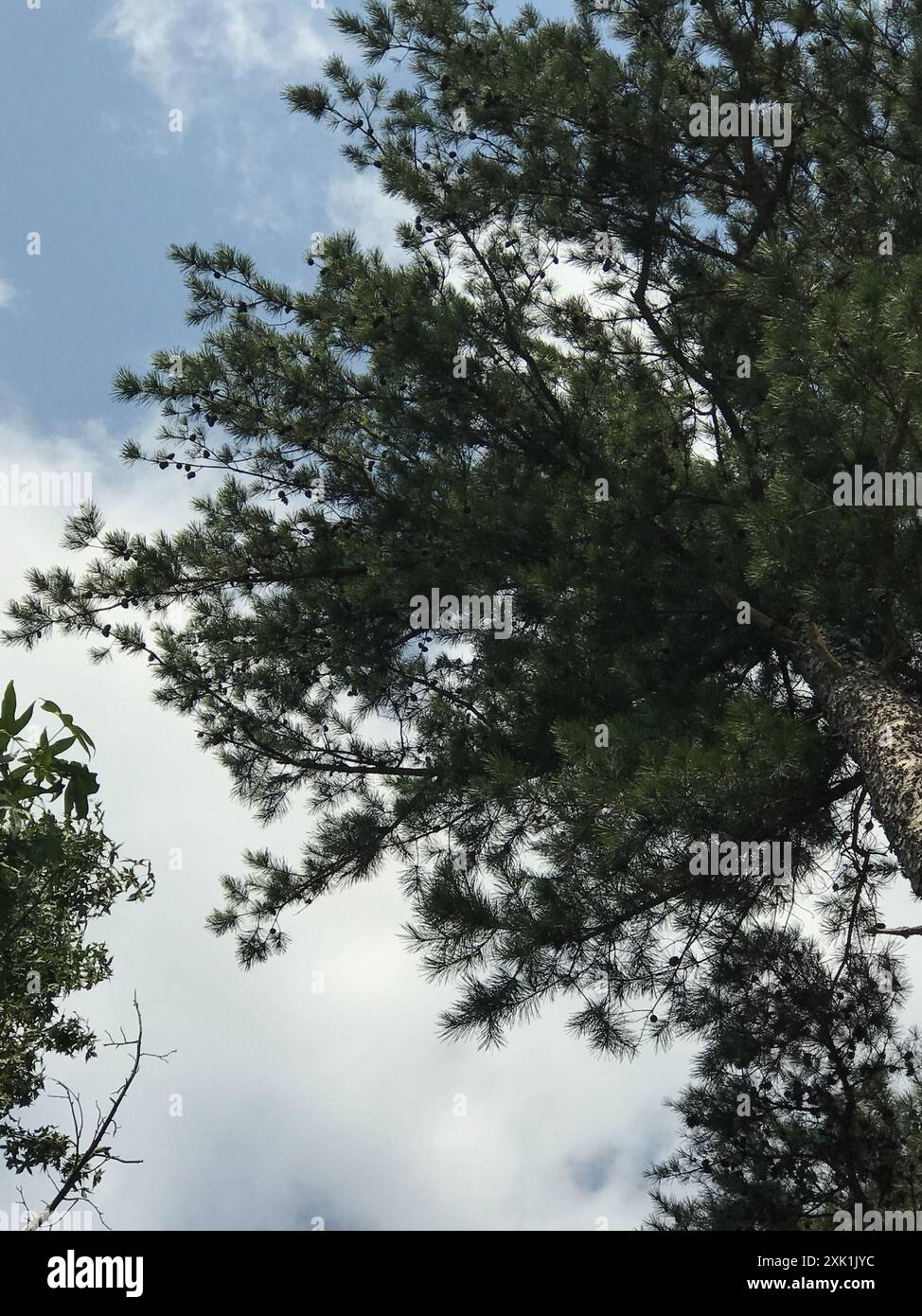 shortleaf pine (Pinus echinata) Plantae Stock Photo - Alamy