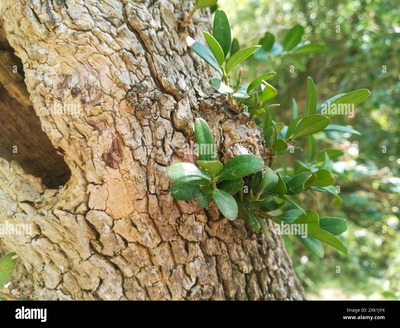 common box (Buxus sempervirens) Plantae Stock Photo - Alamy