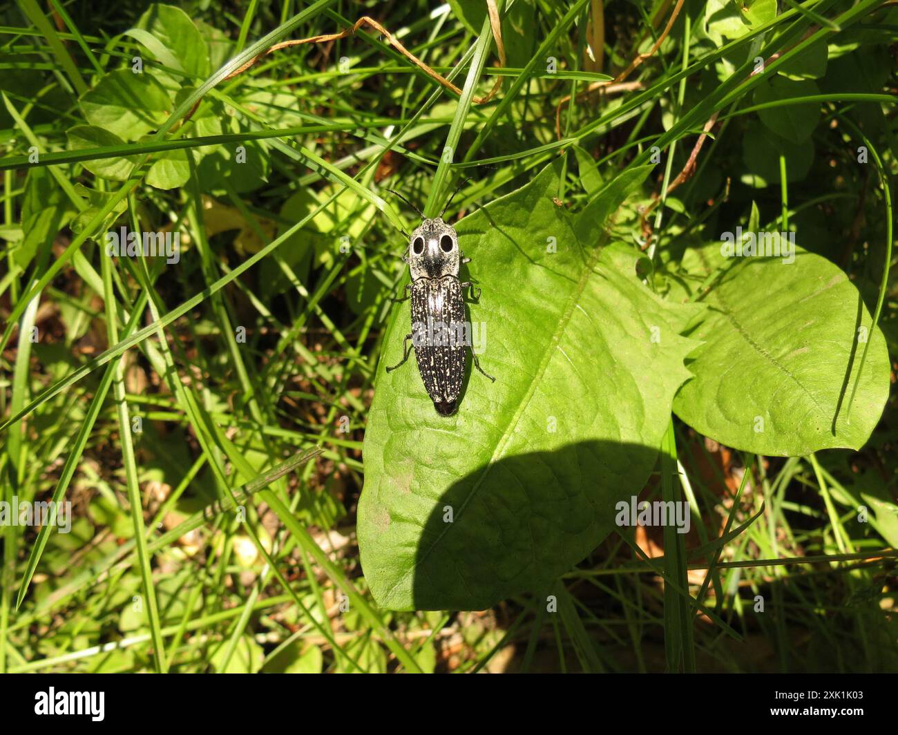 Eastern Eyed Click Beetle (Alaus oculatus) Insecta Stock Photo - Alamy
