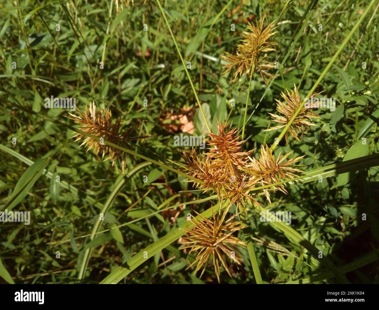 straw-colored flatsedge (Cyperus strigosus) Plantae Stock Photo - Alamy