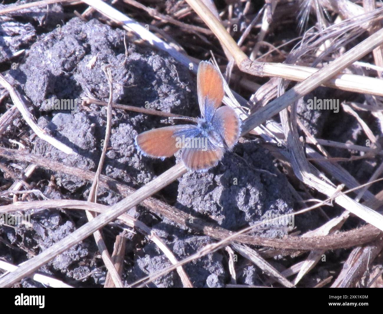 Western Pygmy-Blue (Brephidium exilis) Insecta Stock Photo - Alamy