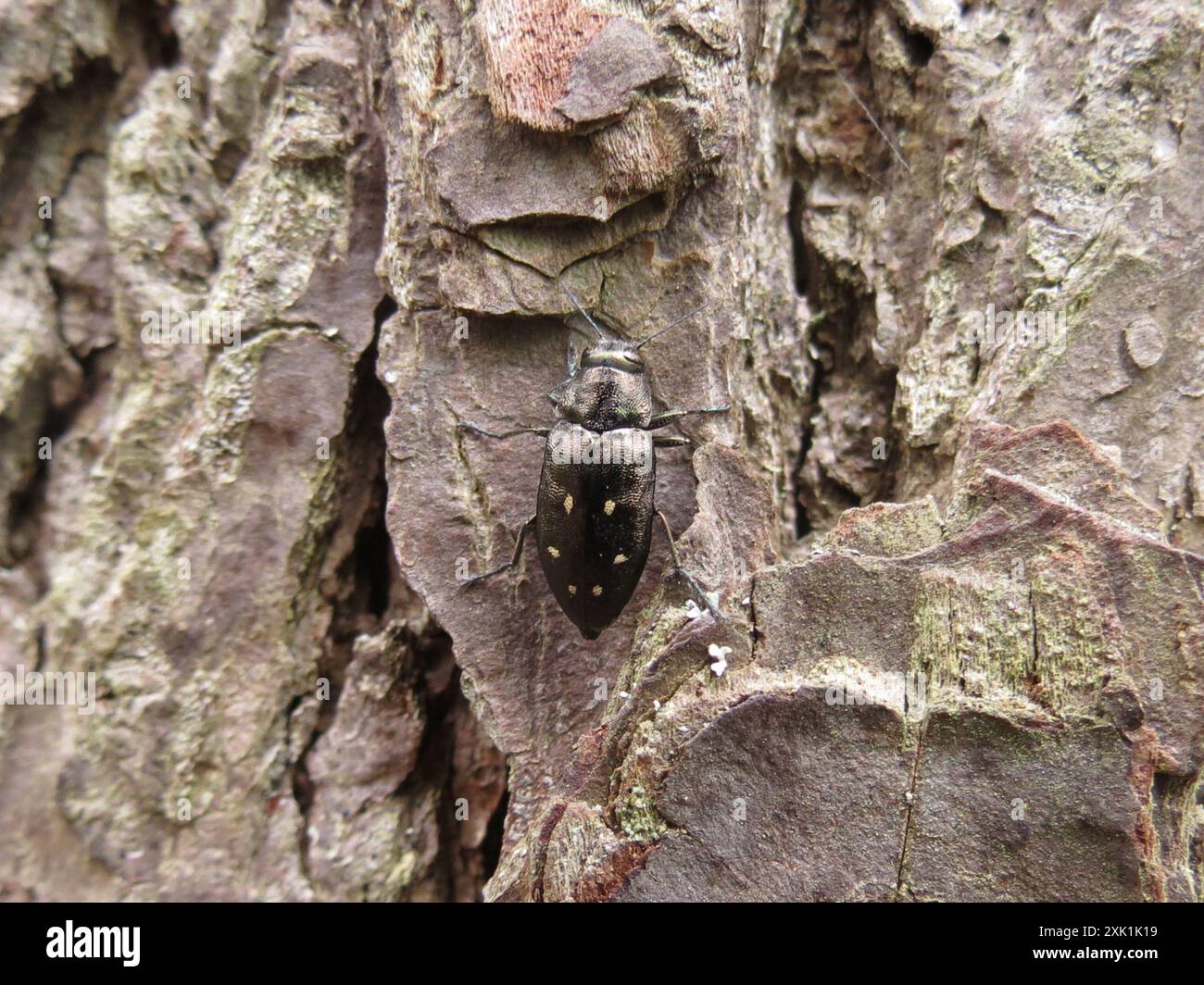 Hemlock Borer (Phaenops fulvoguttata) Insecta Stock Photo - Alamy
