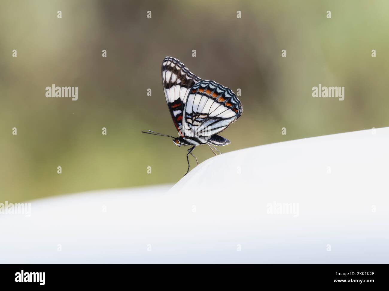 A Weidemeyer's Admiral butterfly (Limenitis weidemeyerii ...
