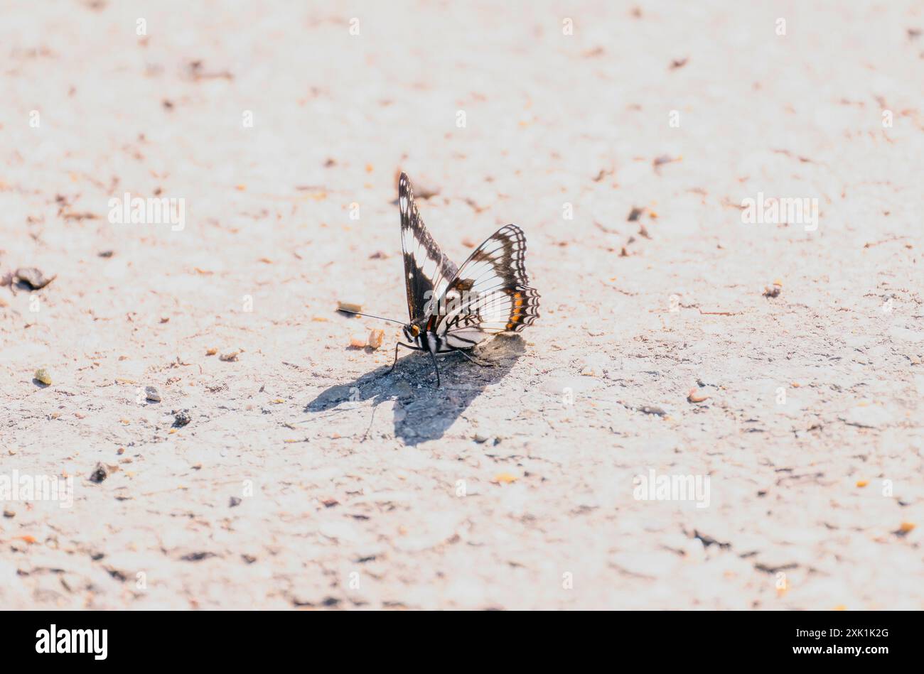 Weidemeyers admiral butterfly hi-res stock photography and images - Alamy