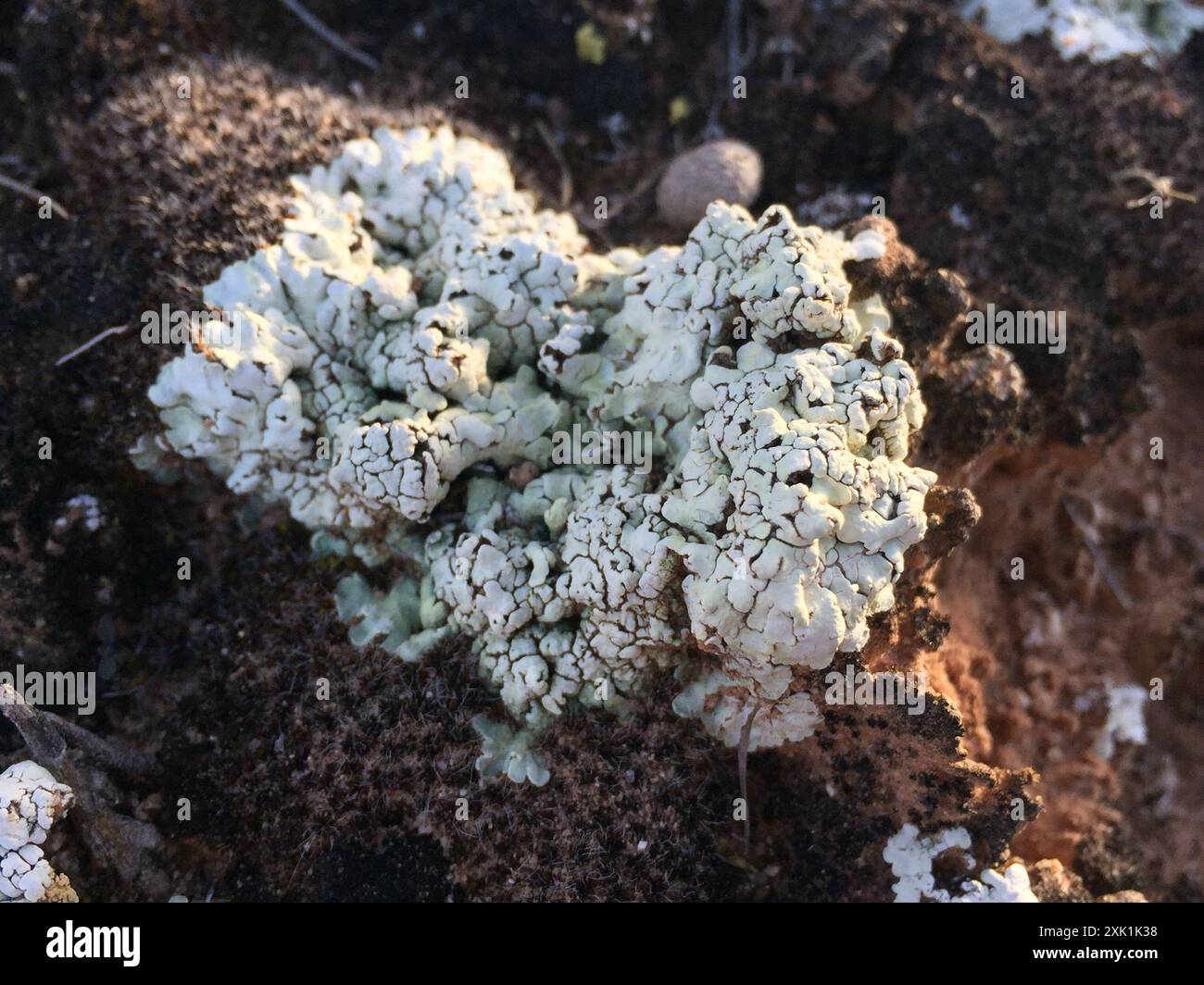 rim lichens, disc lichens, and allies (Lecanoraceae) Fungi Stock Photo ...