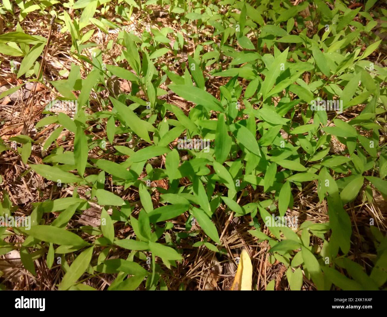 Japanese stiltgrass (Microstegium vimineum) Plantae Stock Photo - Alamy