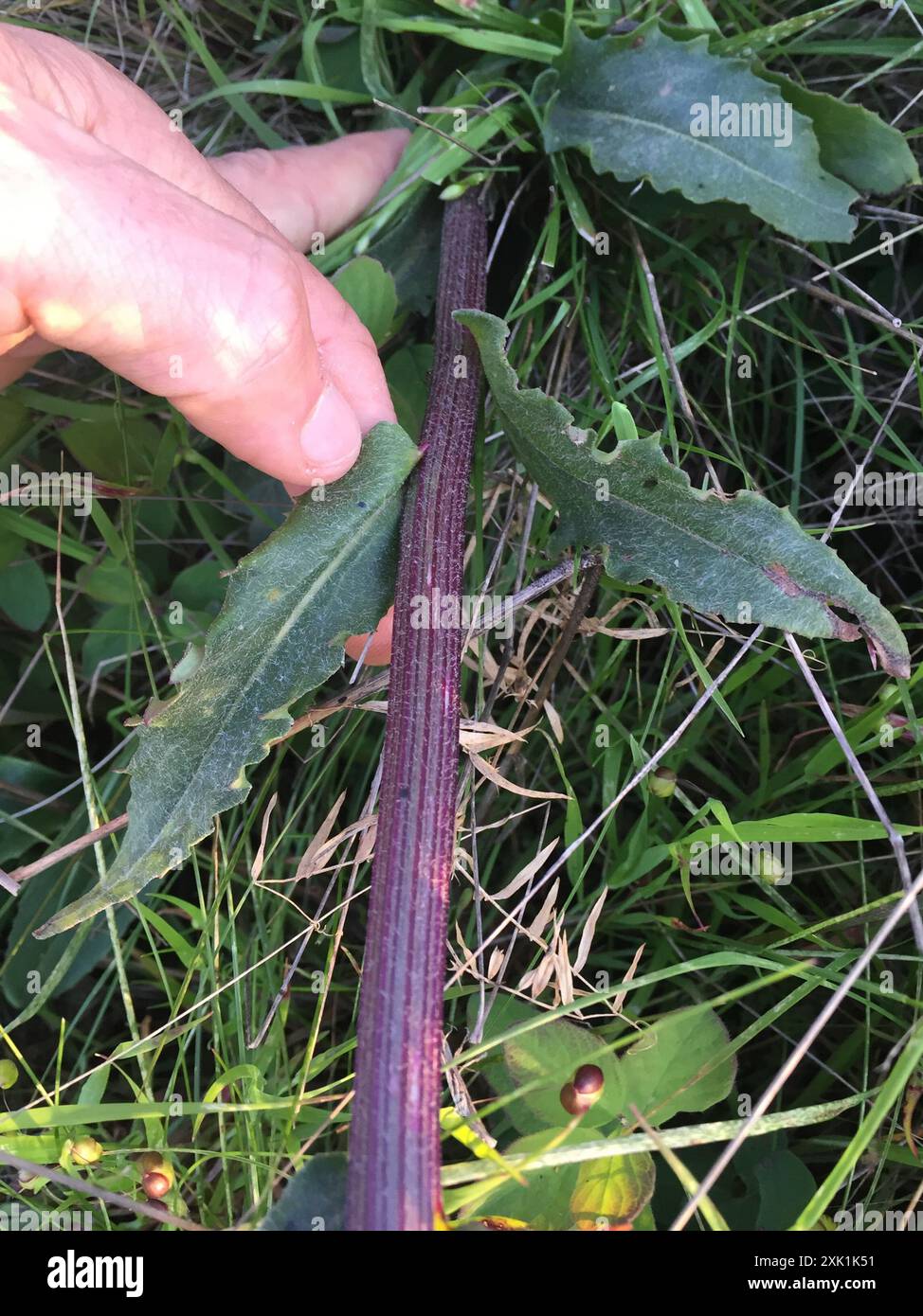 rayless ragwort (Senecio aronicoides) Plantae Stock Photo - Alamy