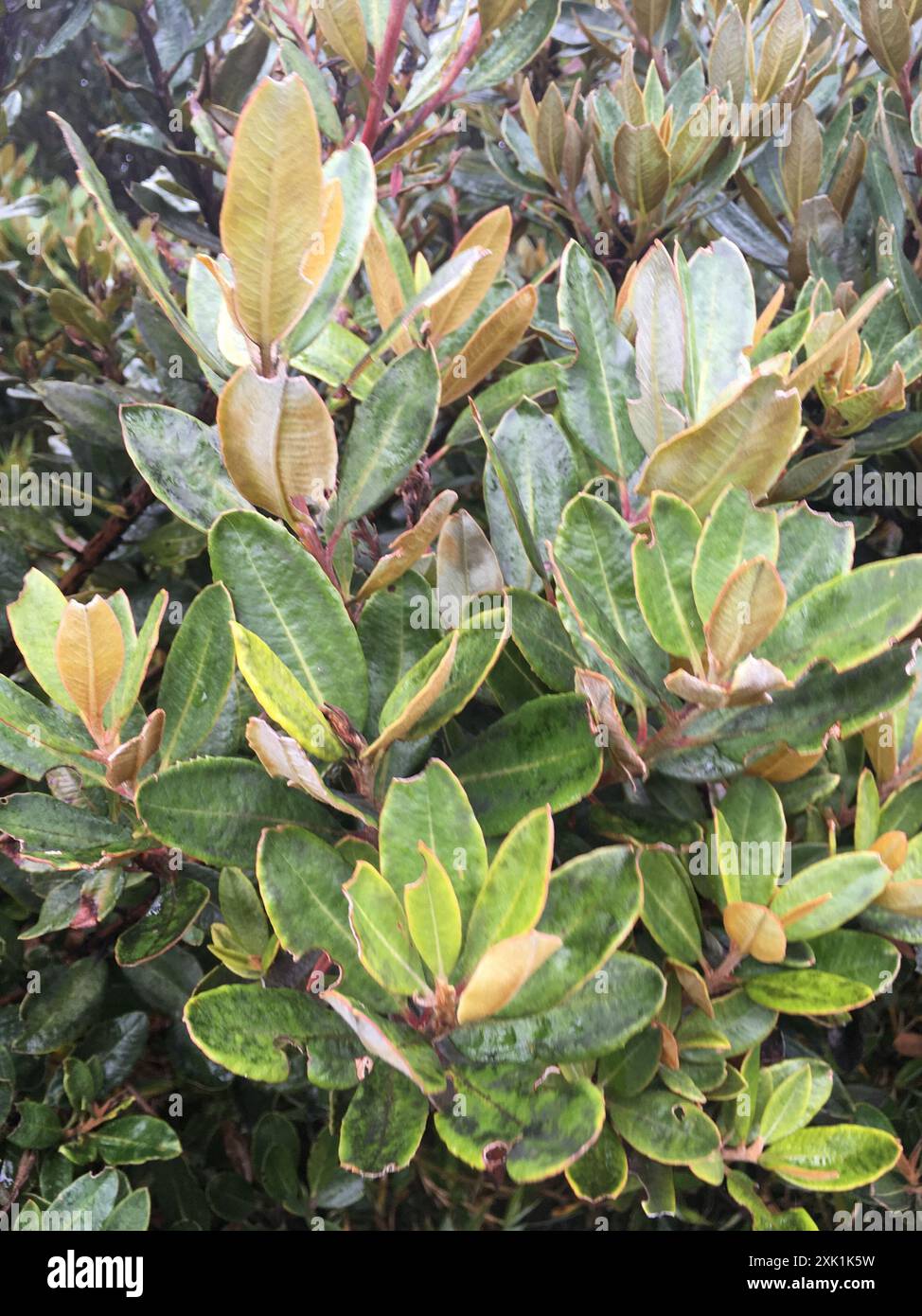 dwarf madrone (Comarostaphylis arbutoides) Plantae Stock Photo - Alamy