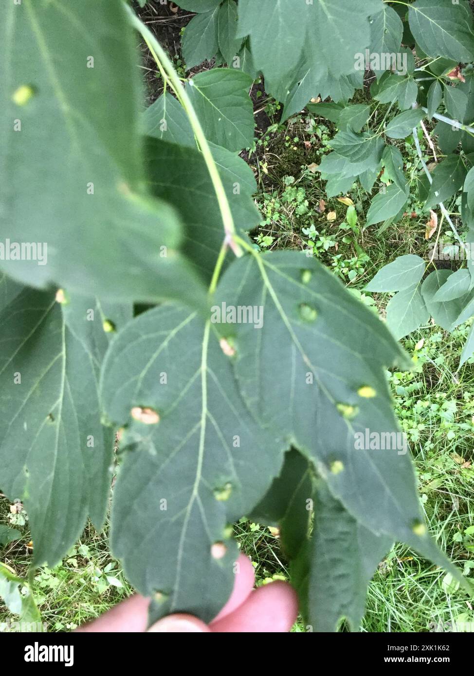 box elder pouch gall mite (Aceria negundi) Arachnida Stock Photo - Alamy