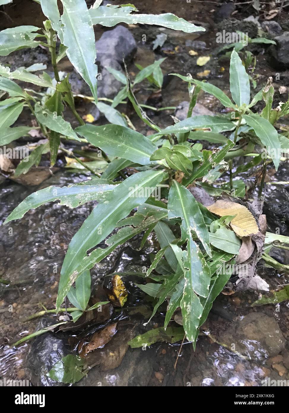 Virginia Dayflower (Commelina virginica) Plantae Stock Photo - Alamy