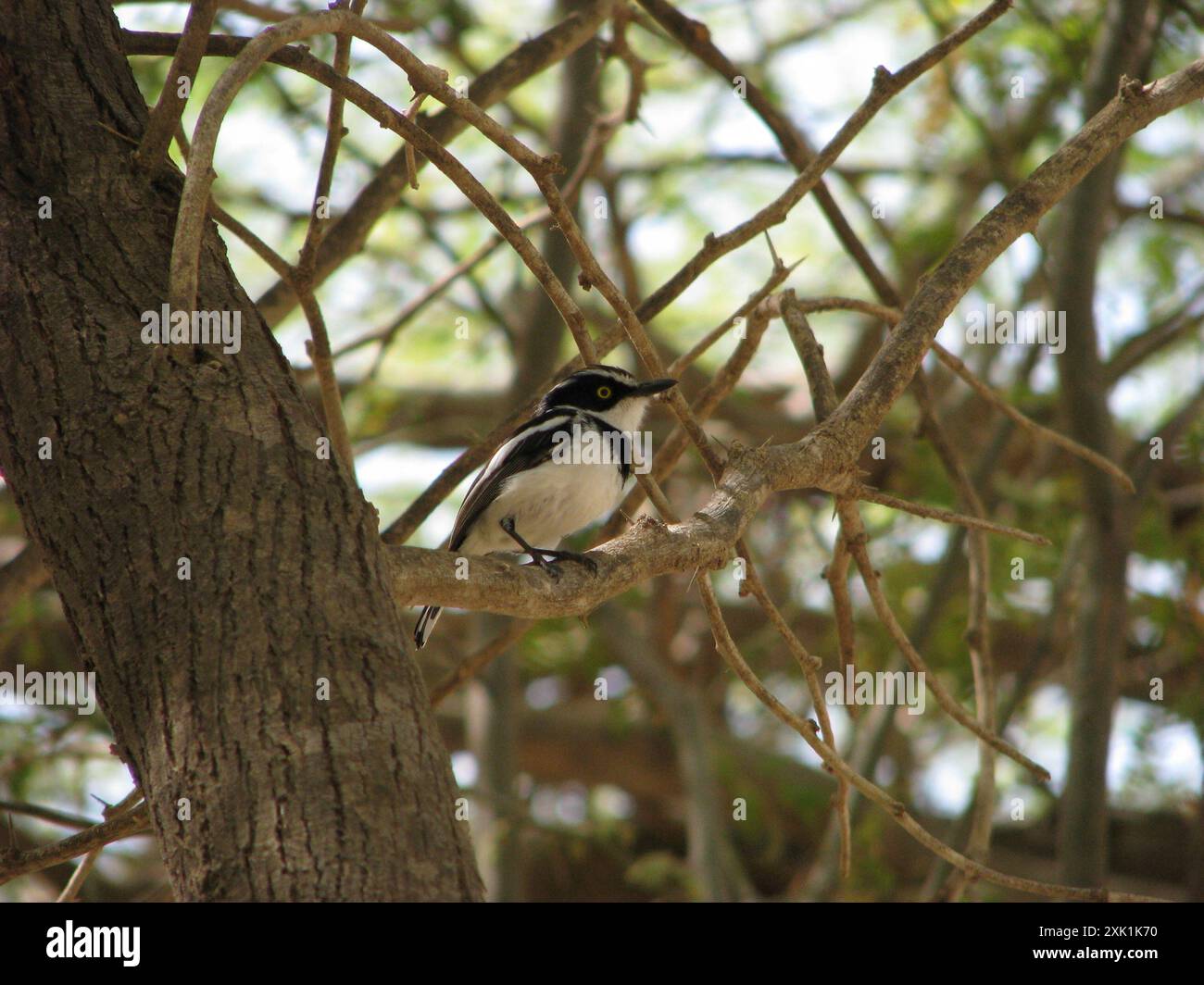 Senegal batis hi-res stock photography and images - Alamy