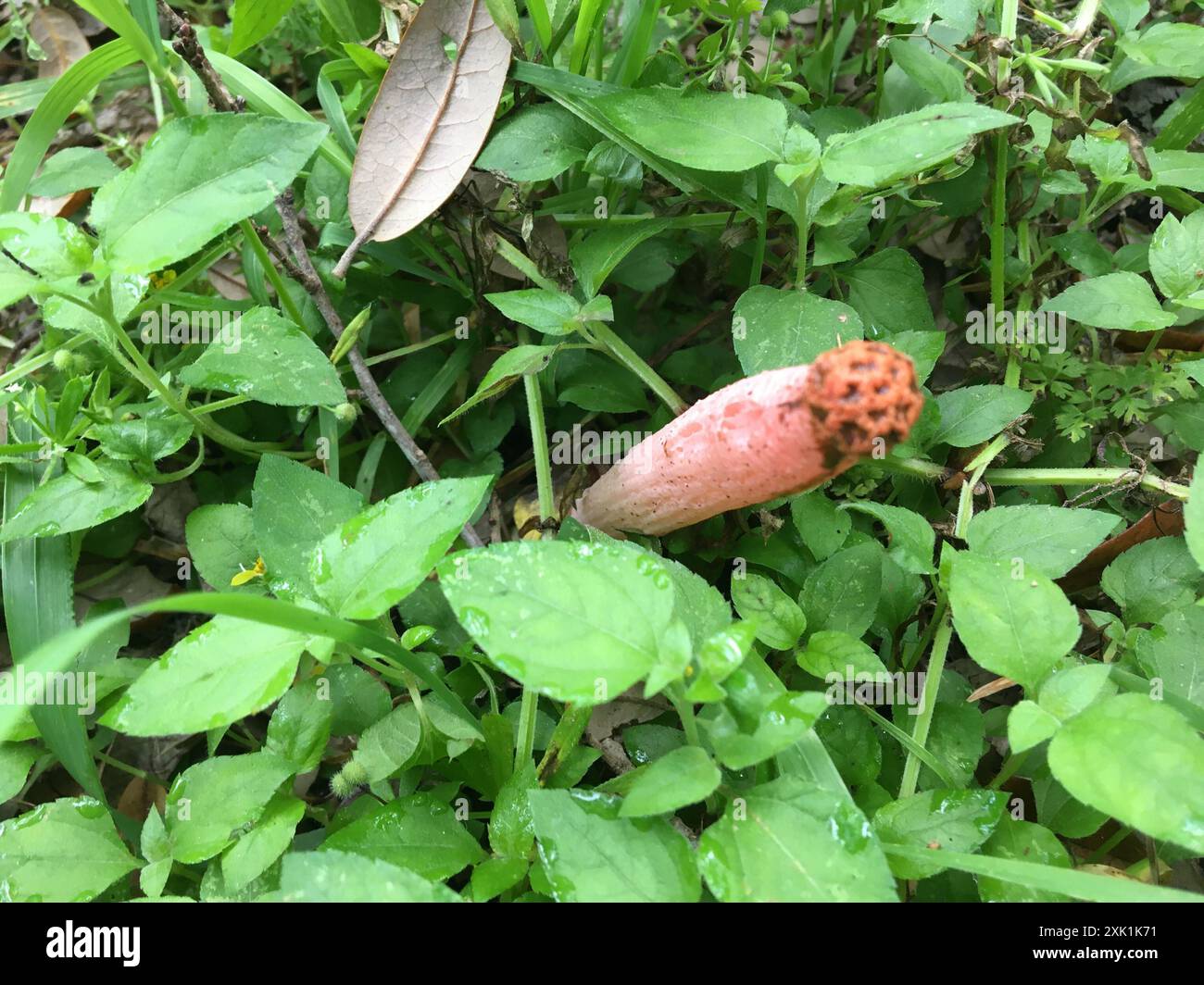 stinkhorns and allies (Phallales) Fungi Stock Photo - Alamy