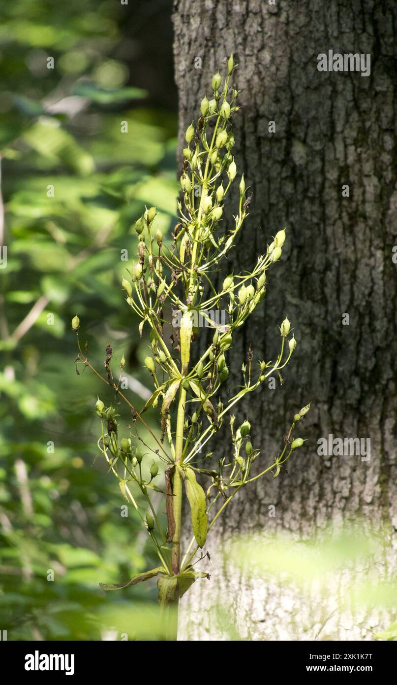 American columbo (Frasera caroliniensis) Plantae Stock Photo - Alamy