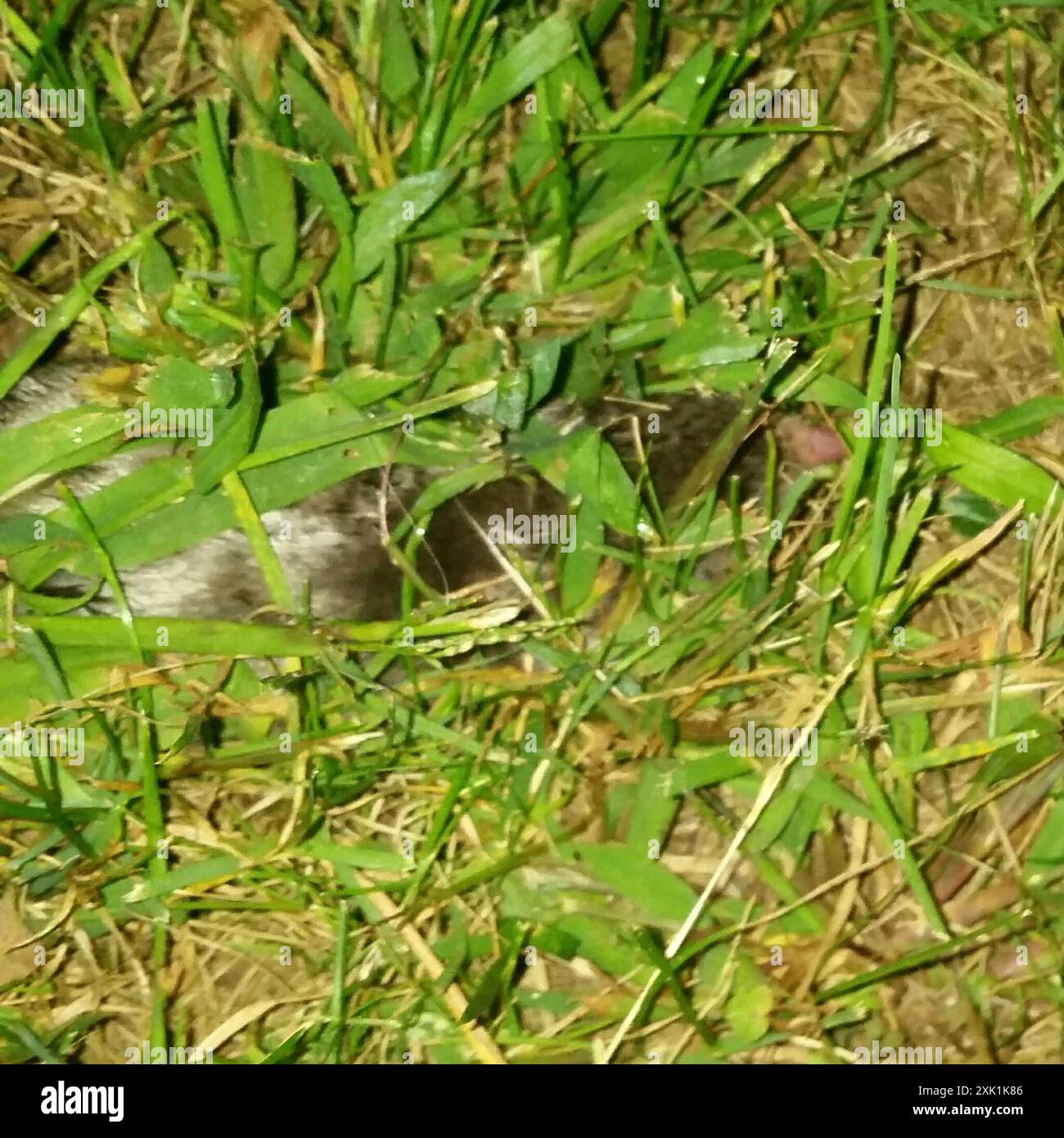 Eastern Mole (Scalopus aquaticus) Mammalia Stock Photo - Alamy