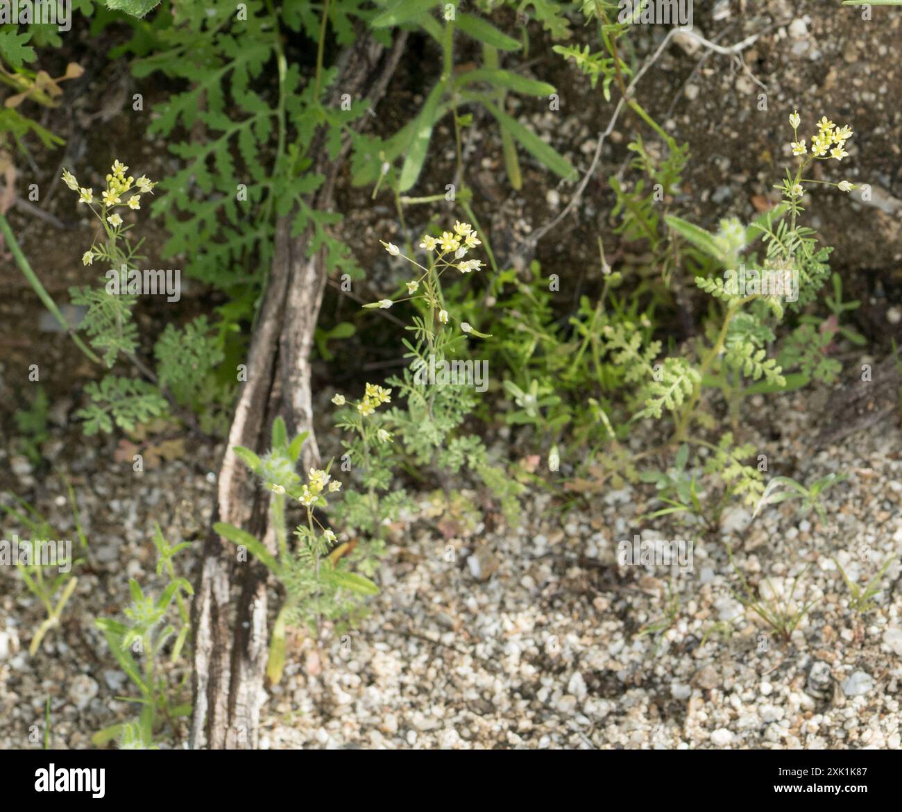 Western Tansymustard (Descurainia pinnata) Plantae Stock Photo - Alamy
