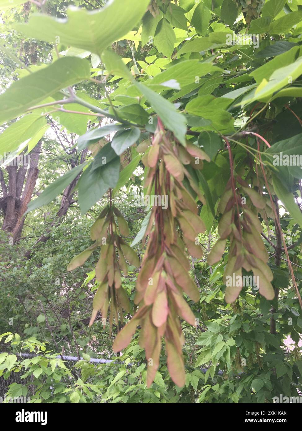 box elder (Acer negundo) Plantae Stock Photo - Alamy