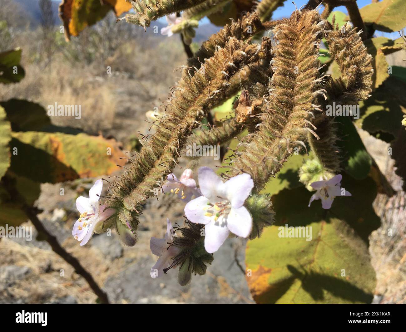 fiberglass plant (Wigandia urens) Plantae Stock Photo - Alamy