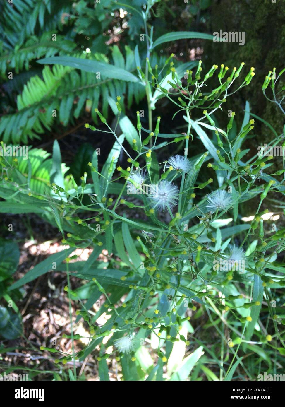 Senecio minimus hi-res stock photography and images - Alamy