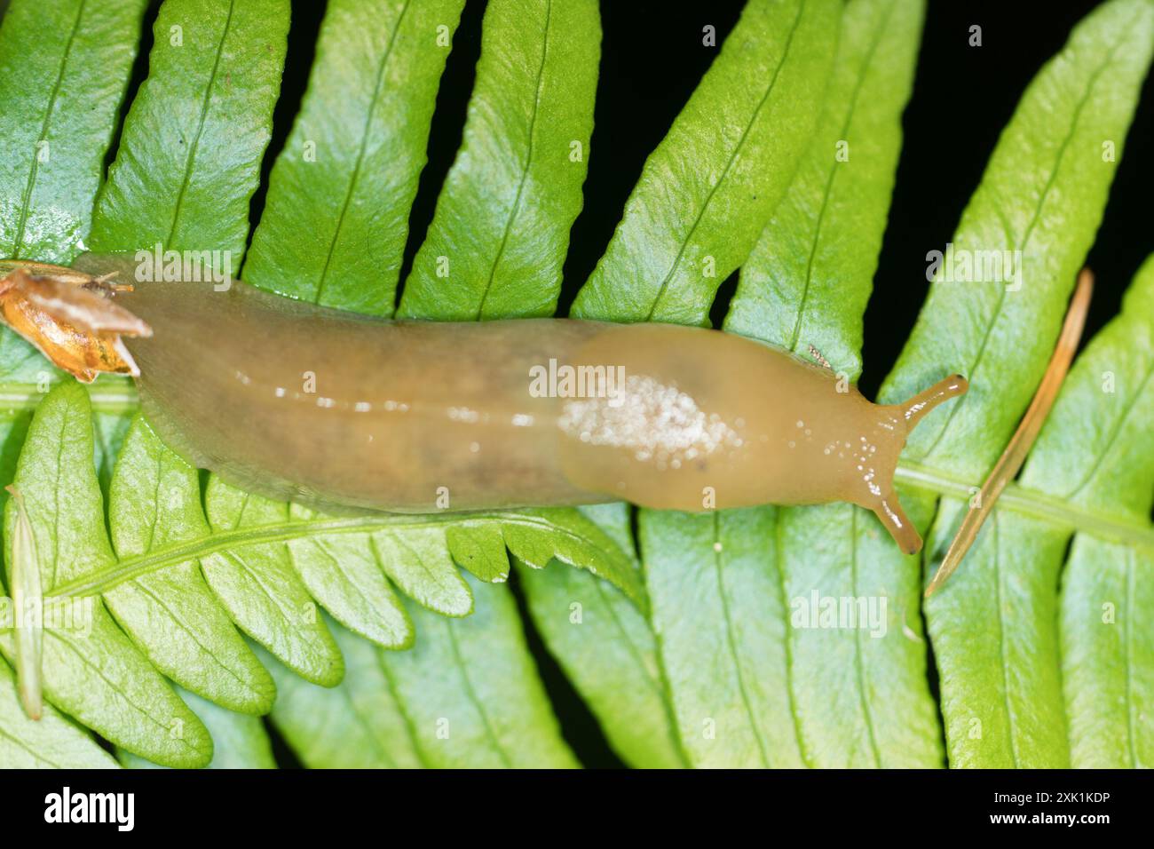 Pacific Banana Slug (Ariolimax columbianus) Mollusca Stock Photo - Alamy