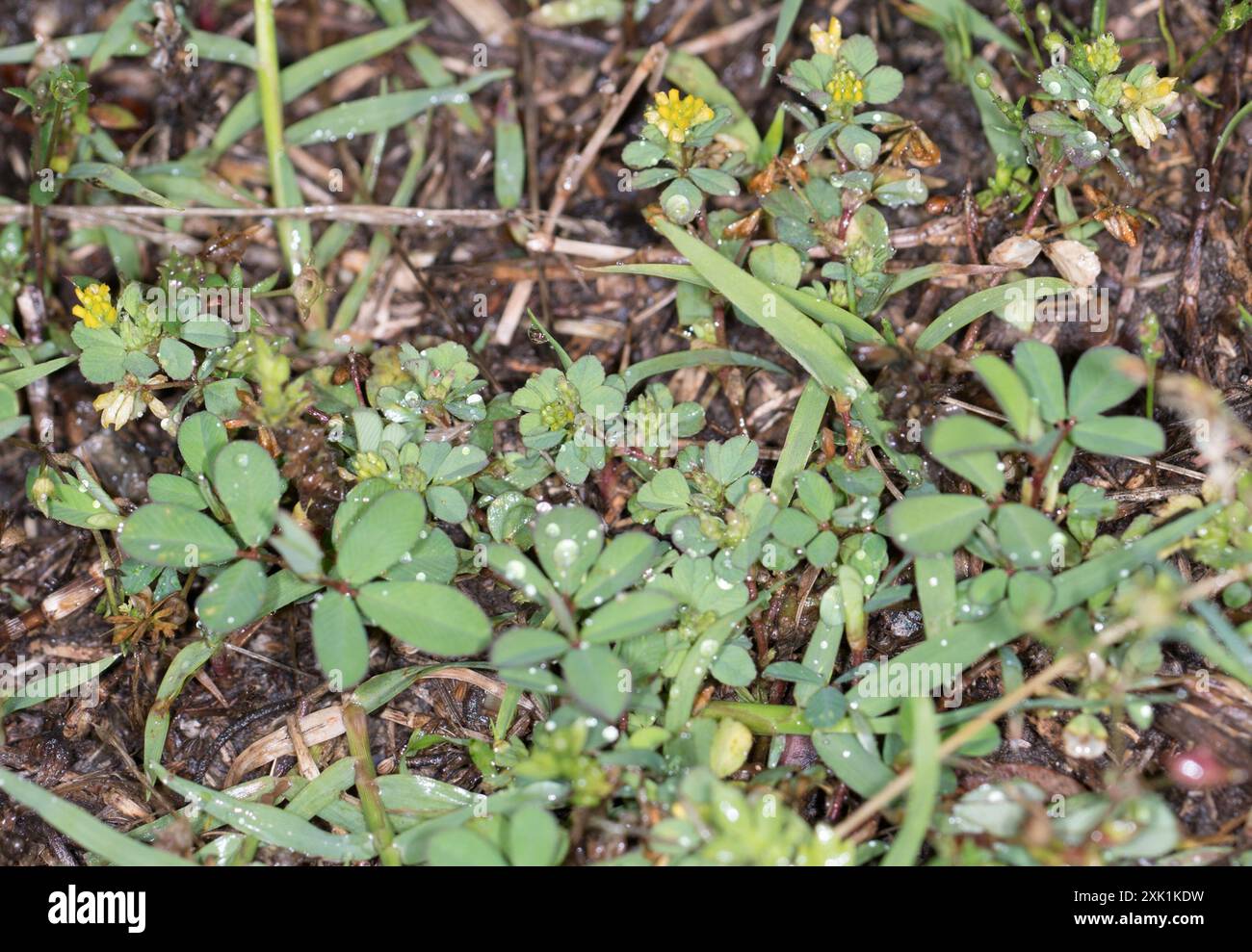 Lesser hop trefoil (Trifolium dubium) Plantae Stock Photo - Alamy