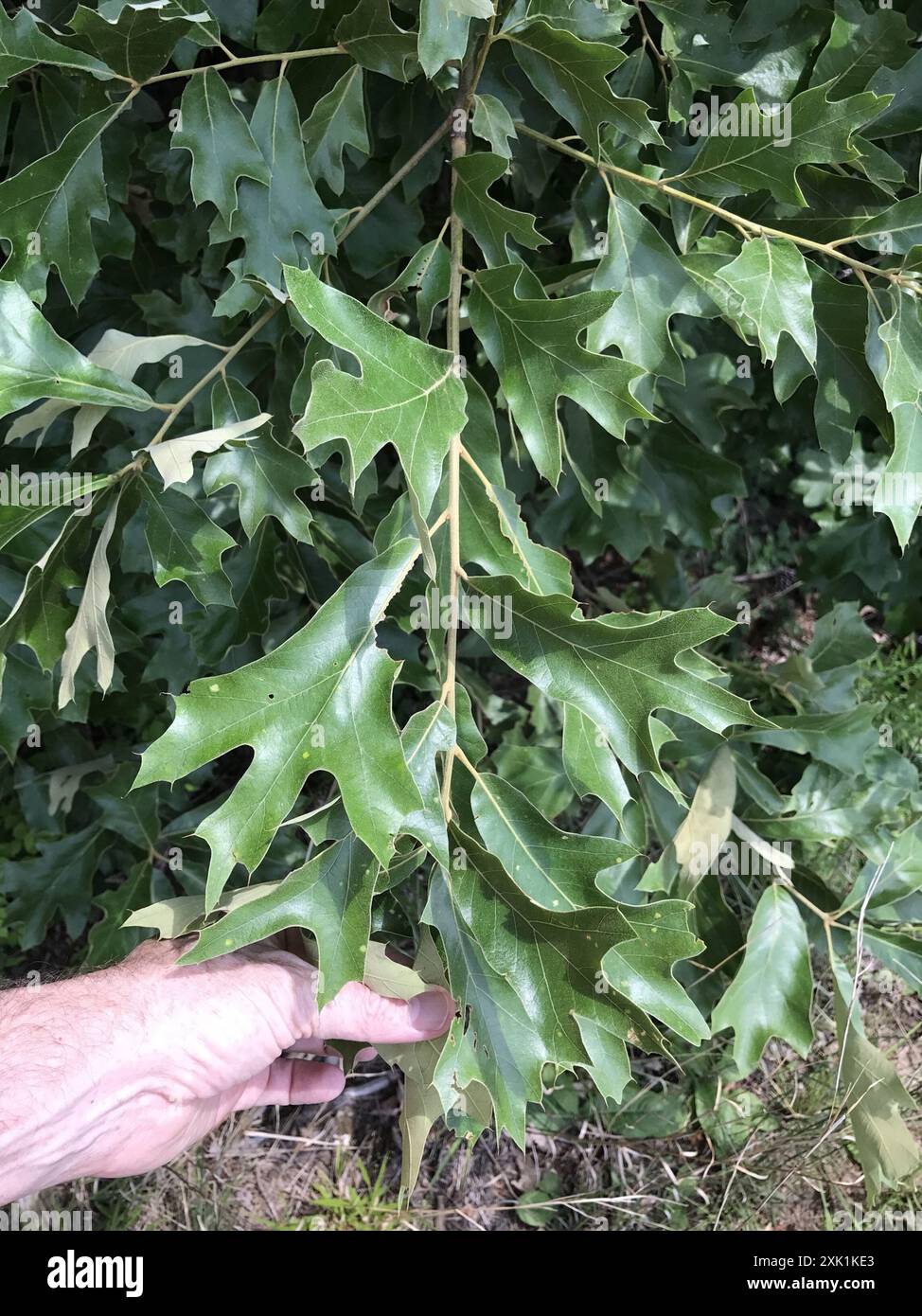 southern red oak (Quercus falcata) Plantae Stock Photo - Alamy