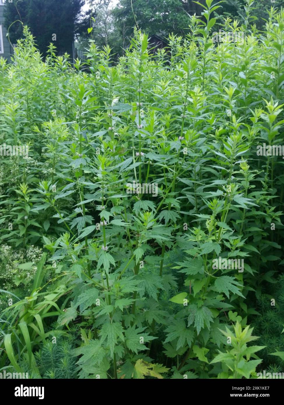 common motherwort (Leonurus cardiaca) Plantae Stock Photo - Alamy