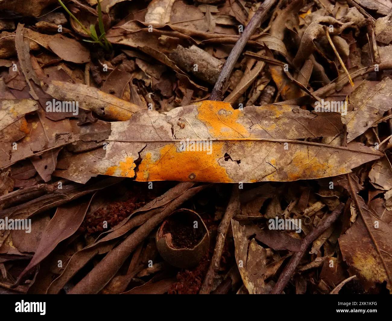 rust fungi (Pucciniales) Fungi Stock Photo - Alamy