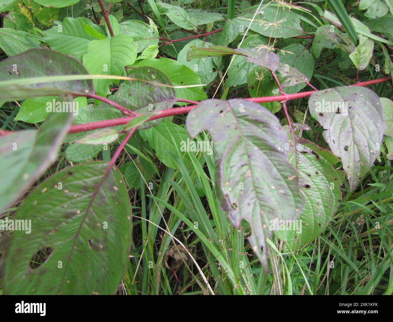 red osier dogwood (Cornus sericea) Plantae Stock Photo - Alamy