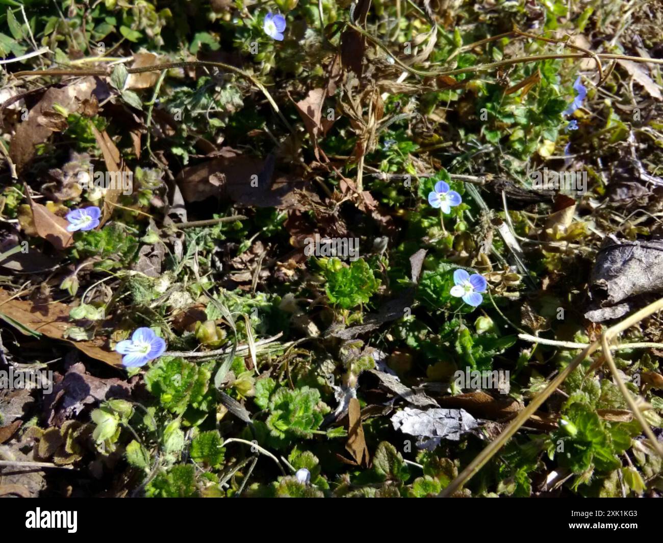 bird's-eye speedwell (Veronica persica) Plantae Stock Photo - Alamy