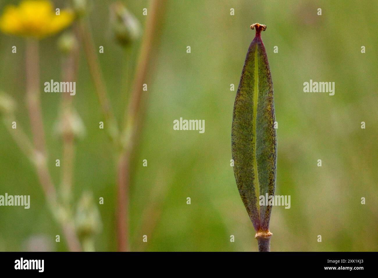 Gunnison's Mariposa Lily (Calochortus gunnisonii) Plantae Stock Photo ...