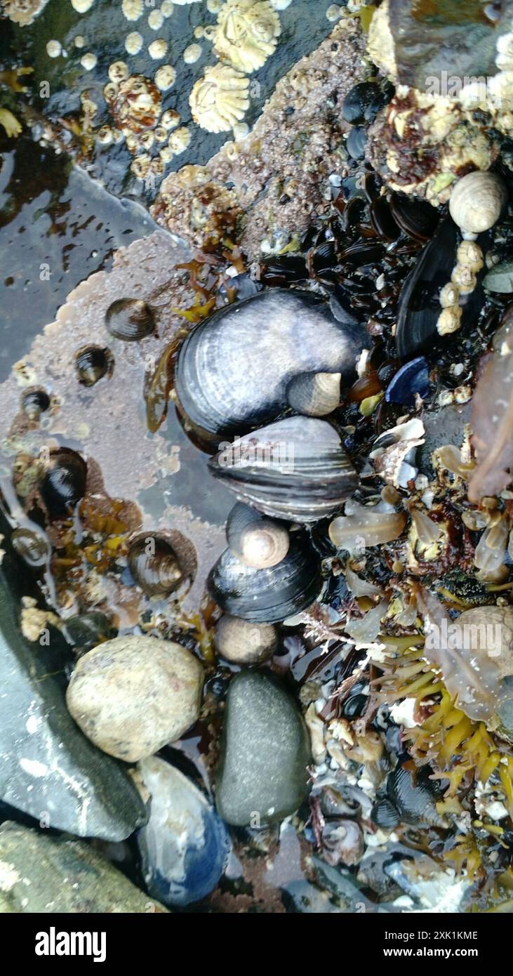 Blue Mussel (Mytilus edulis) Mollusca Stock Photo - Alamy