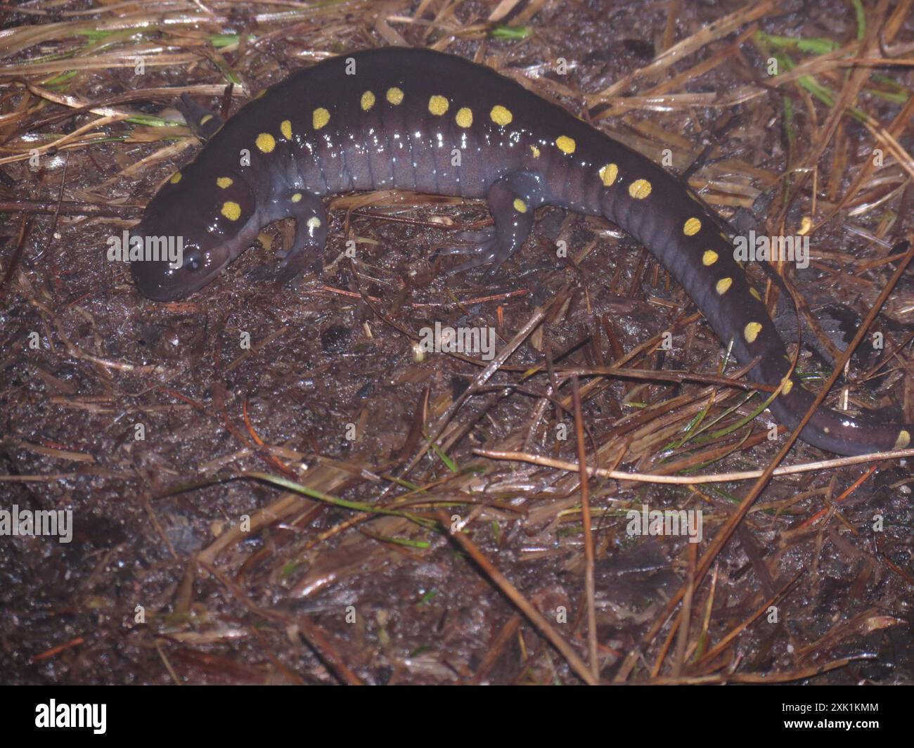 Spotted Salamander (Ambystoma maculatum) Amphibia Stock Photo - Alamy