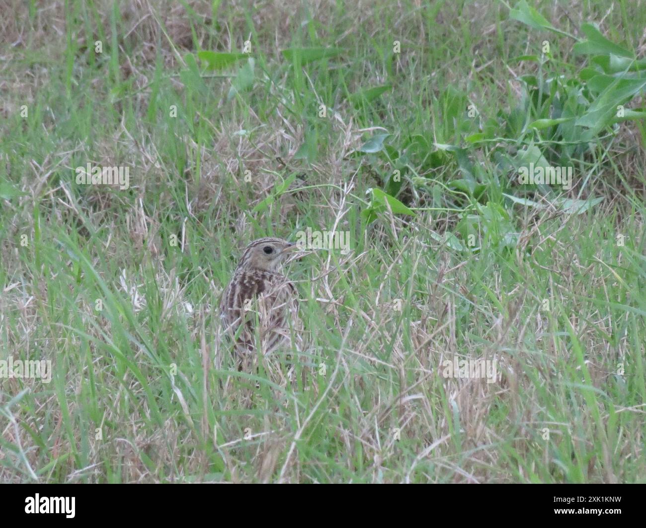 Spragues pipit hi-res stock photography and images - Alamy