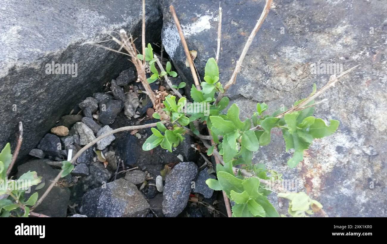 marsh elder (Iva frutescens) Plantae Stock Photo - Alamy